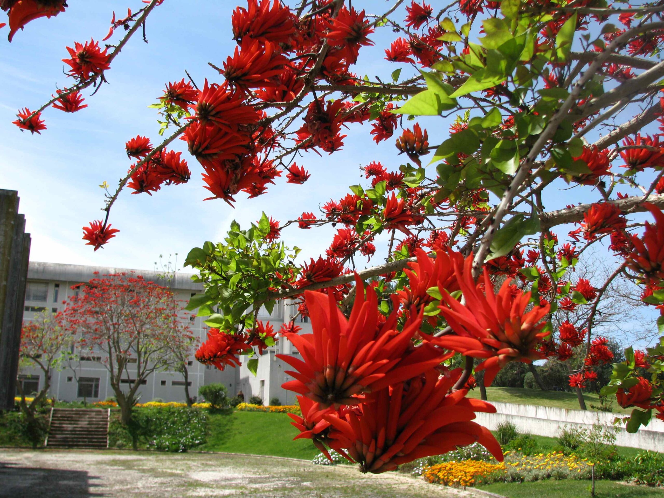 (RE)Pensar a FFUL na Universidade e na cidade de Lisboa ...